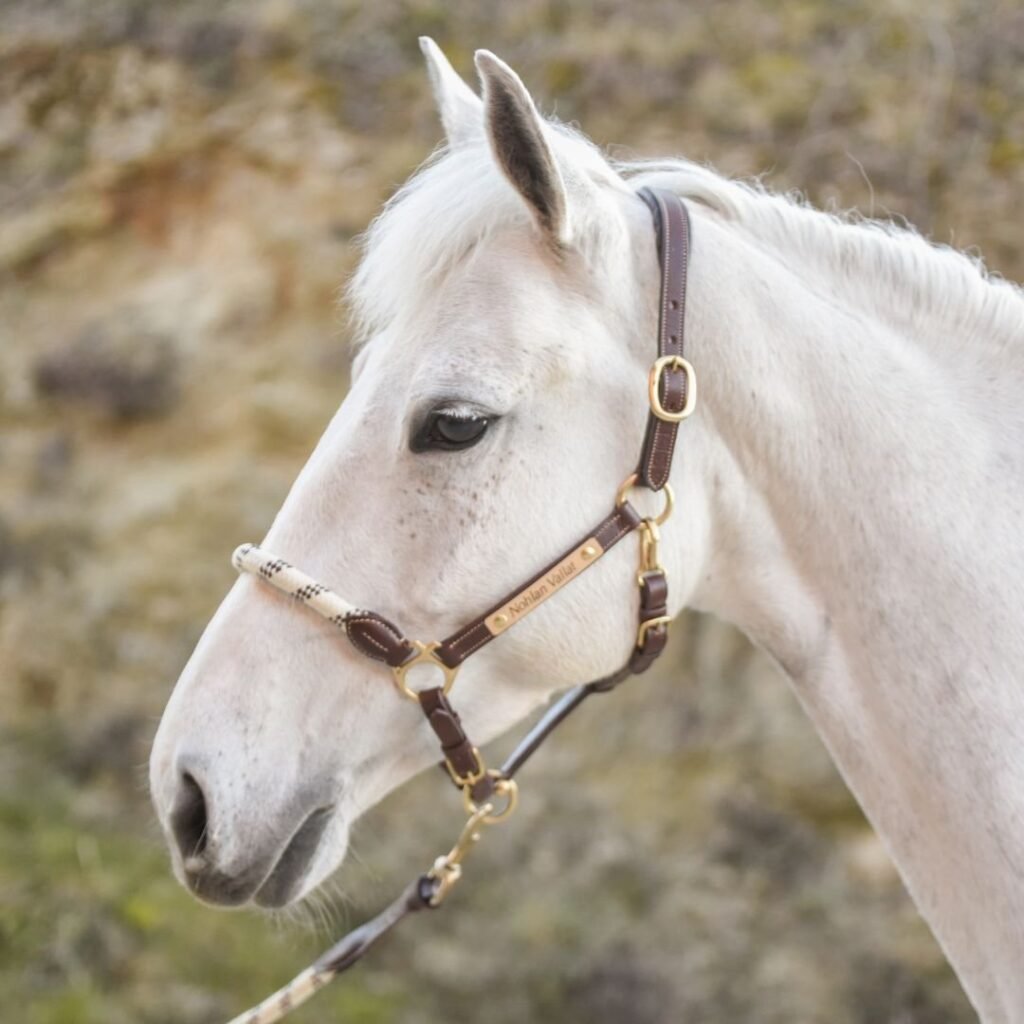 Guide des tailles du licol cheval de A à Z- Mini, Cob, Full